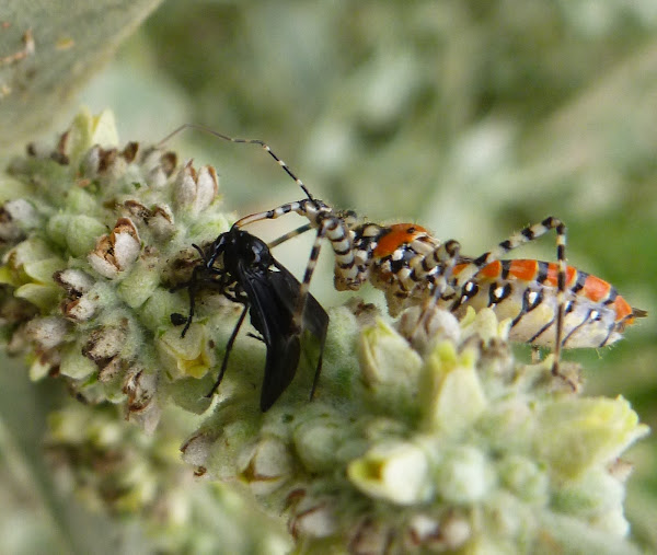 Banded Assassin Bug feeding on a Bibionid Fly | Project Noah