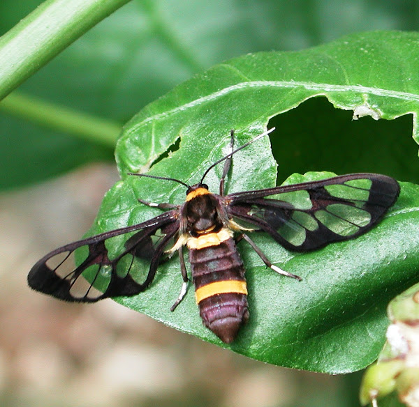 Handmaiden moth | Project Noah