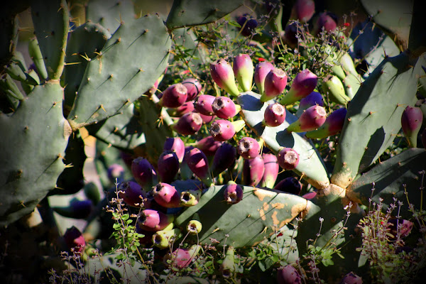Eastern Prickly Pear (Indian Fig) | Project Noah