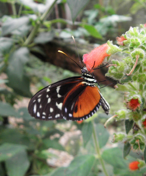 Hecale longwing | Project Noah