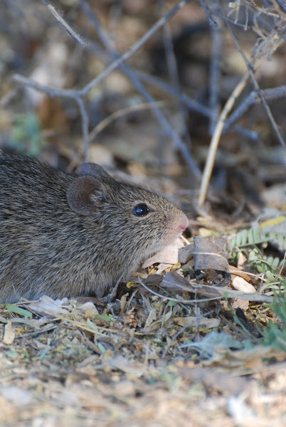 Arizona Cotton Rat | Project Noah