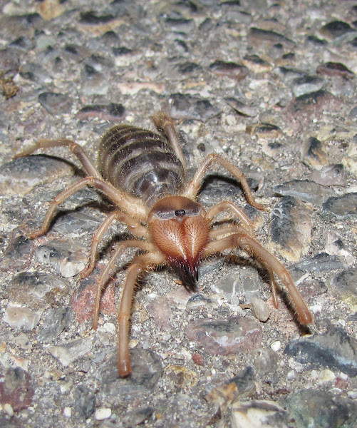 Solifuge | Project Noah