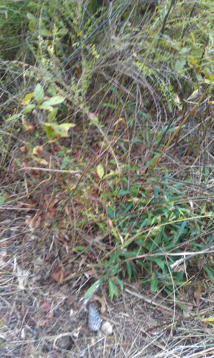 Spotting | Project Noah