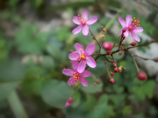 Fame Flower (Fruit) | Project Noah