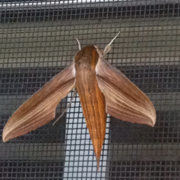 Tersa Sphinx Moth | Project Noah