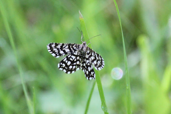 Latticed Heath | Project Noah