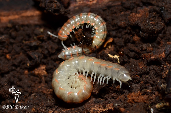 Flat-Backed Millipede | Project Noah