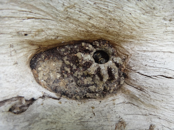 Jicote manso | Project Noah