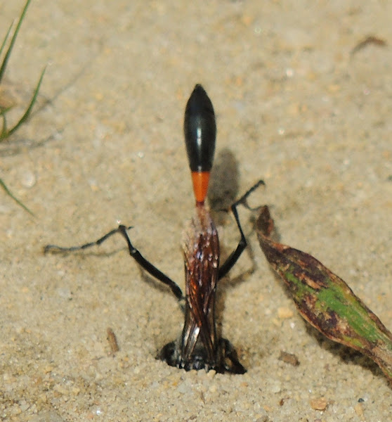 Common thread-waisted wasp | Project Noah