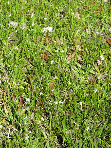 Florida Whitetop Sedge | Project Noah