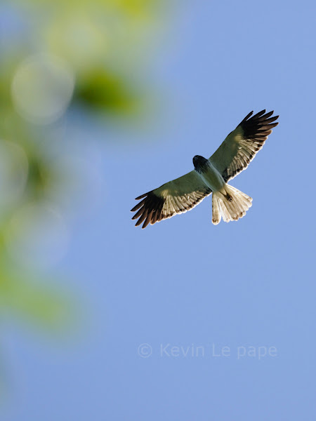 Réunion harrier | Project Noah