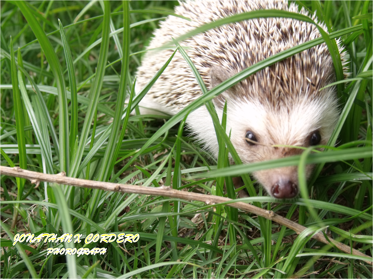 Four-toed Hedgehog (Domestic) | Project Noah