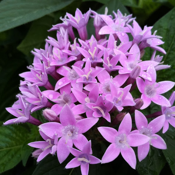 Graffiti Lavender | Project Noah