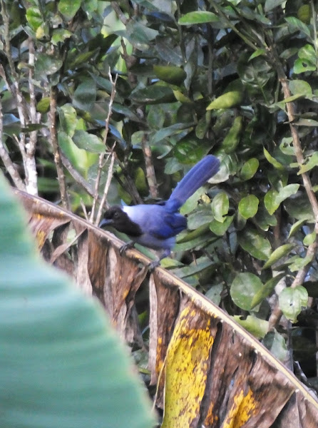 Violaceous Jay | Project Noah
