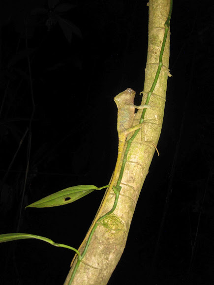 Helmet lizard | Project Noah