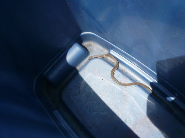 Rough Earth Snake | Project Noah