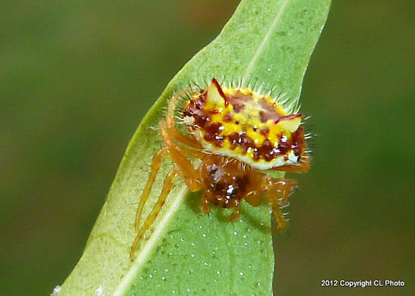 Two-spined spider (juvenile) | Project Noah