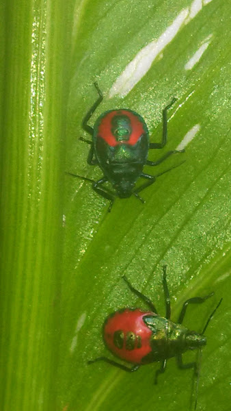 Florida predator stink bug | Project Noah
