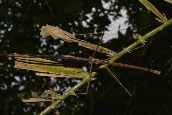 Stick Insect, Phasmid | Project Noah