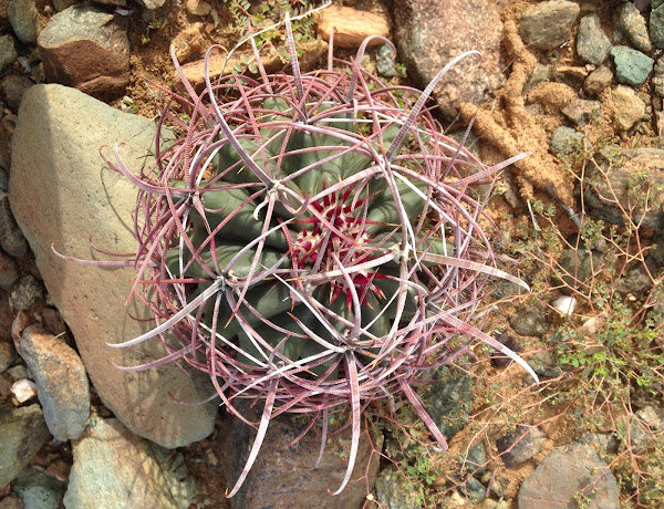 California Barrel Cactus | Project Noah