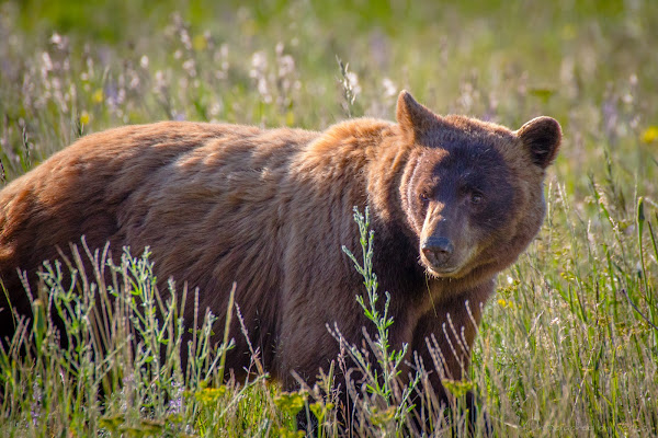 Grizzly Bear | Project Noah