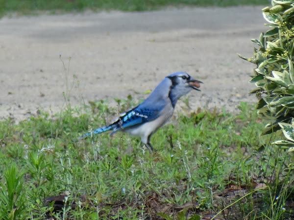 Blue Jay | Project Noah