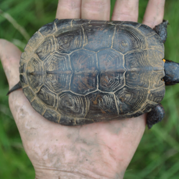 Bog turtle | Project Noah