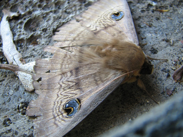 Southern Old Lady Moth | Project Noah