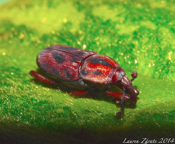 Palm Weevil | Project Noah