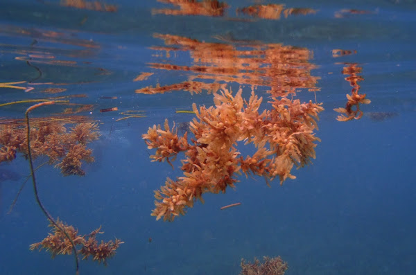Sargassum Seaweed | Project Noah