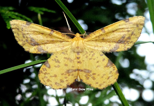 False Crocus/Crocus Geometer Moth | Project Noah