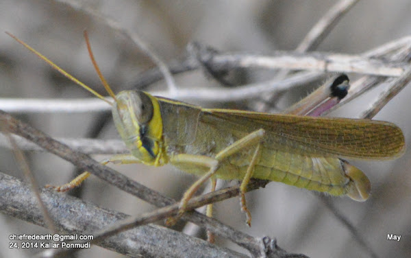 Casava Grasshopper | Project Noah