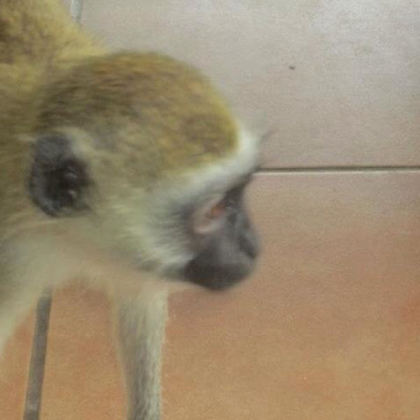 Monkey | Project Noah