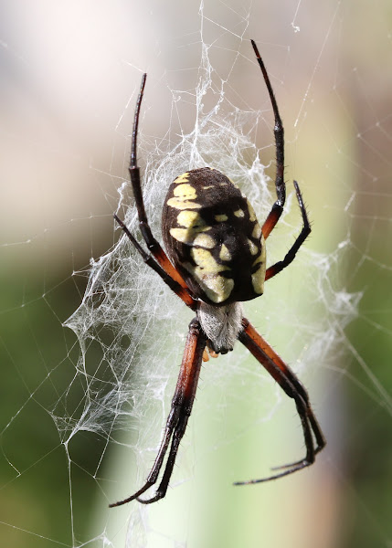 Corn Spider | Project Noah