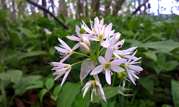 Ramsons/Čemaž | Project Noah