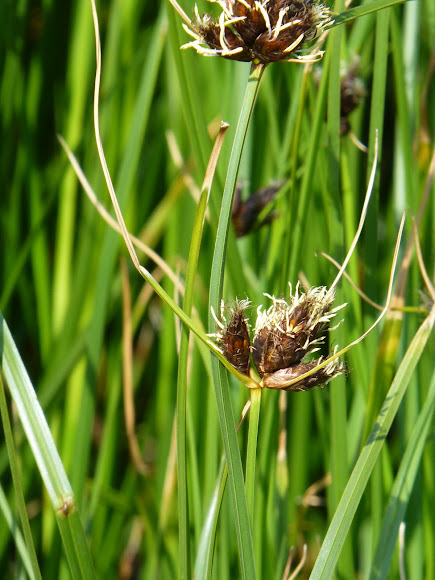 Sharp Rush | Project Noah