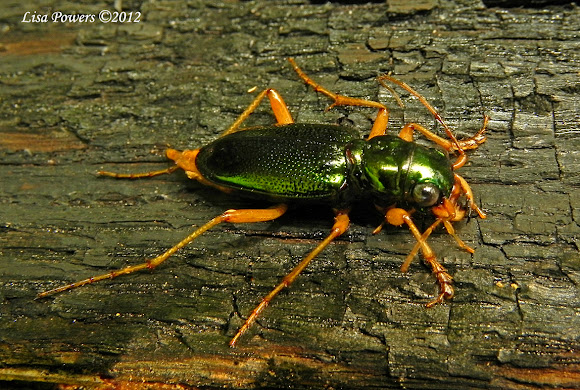 Virginia Metallic Tiger Beetle | Project Noah