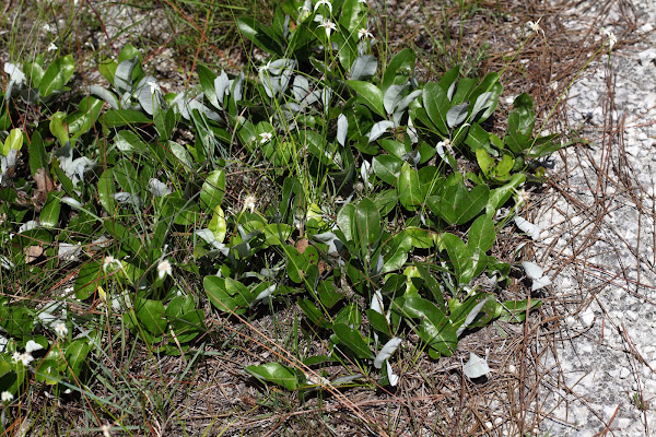 Gopher-apple | Project Noah