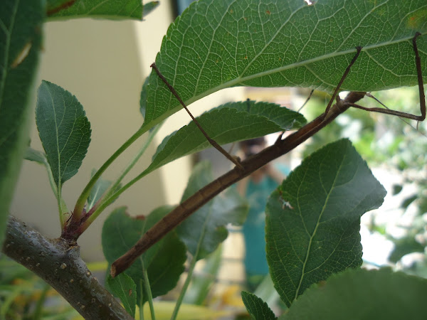 Portugese Stick Insect | Project Noah