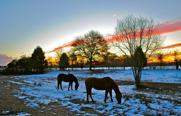 Horses | Project Noah