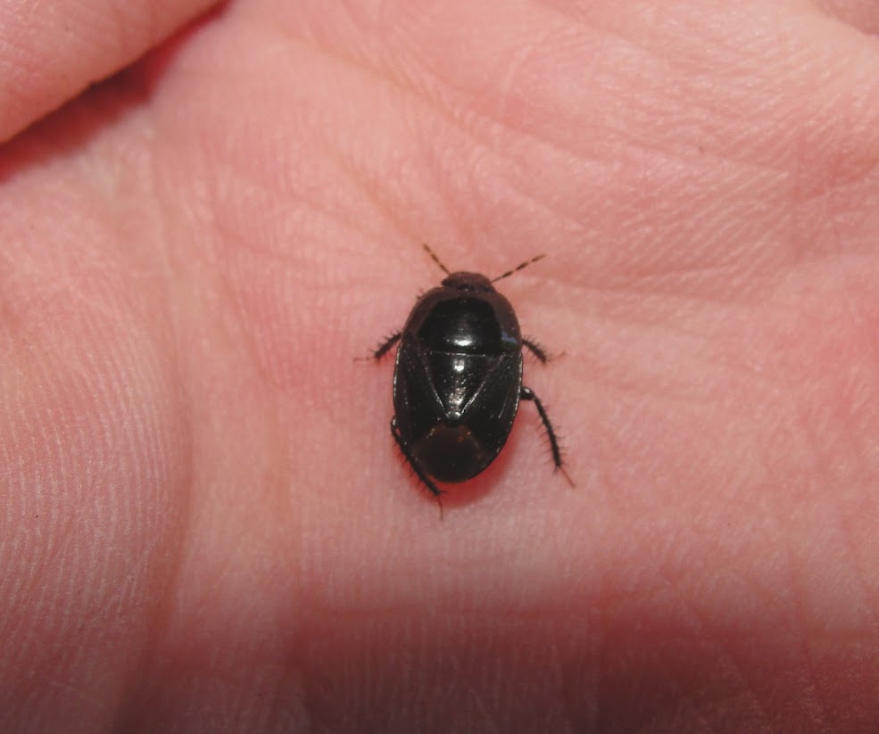 Burrowing Bug | Project Noah