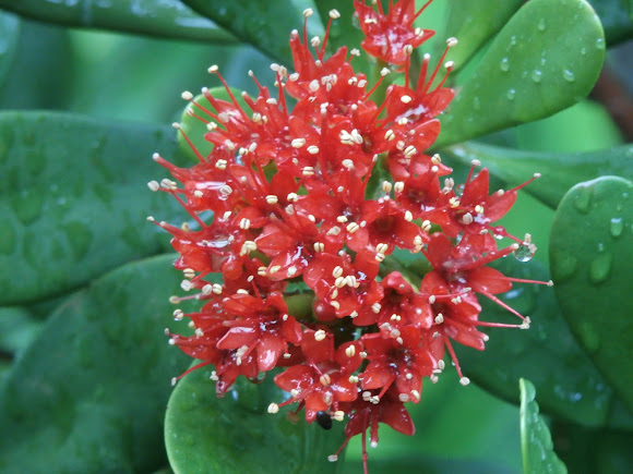 Teruntum Merah | Project Noah