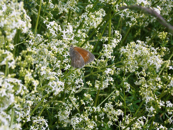 Common Ringlet | Project Noah