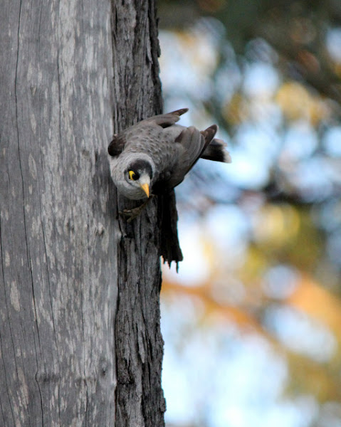 Noisy Miner | Project Noah