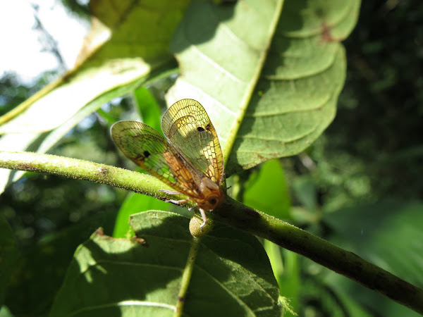 Net-winged hopper | Project Noah