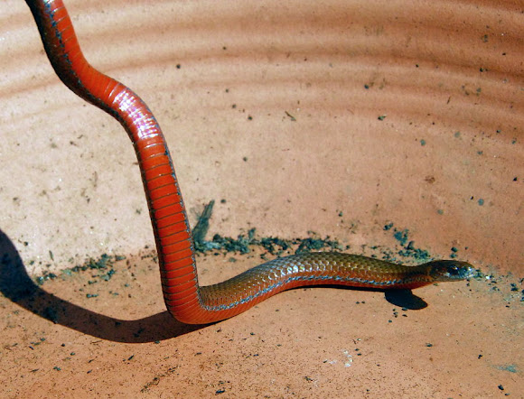 Northern Red-bellied Snake | Project Noah