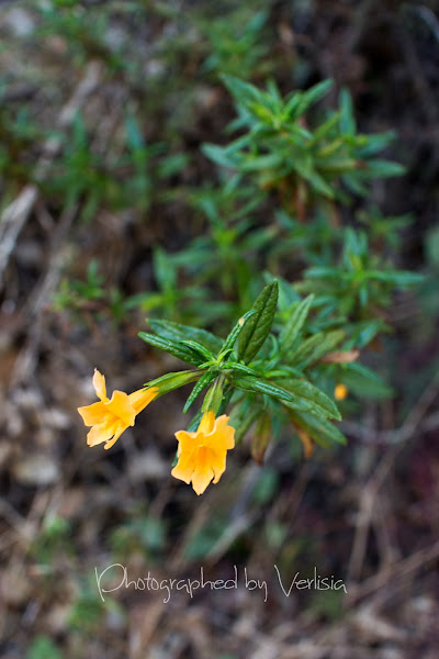 Common monkey-flower | Project Noah