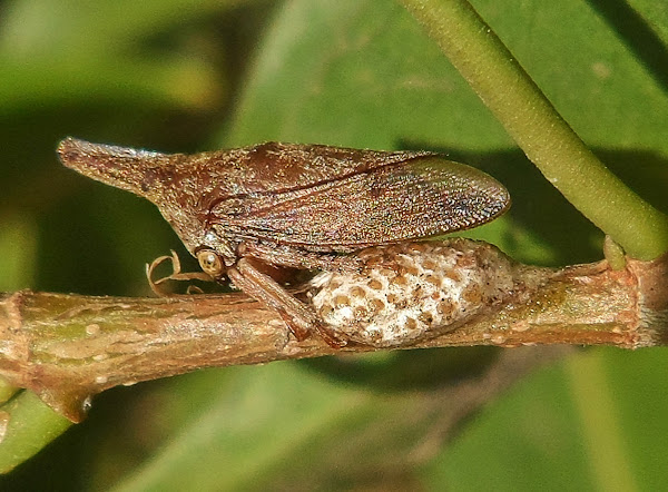 Thorn treehopper - eggs | Project Noah