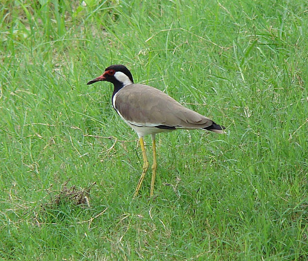 Red-wattled Lapwing | Project Noah