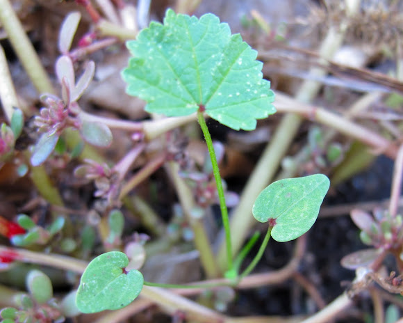 Cheeseweed | Project Noah